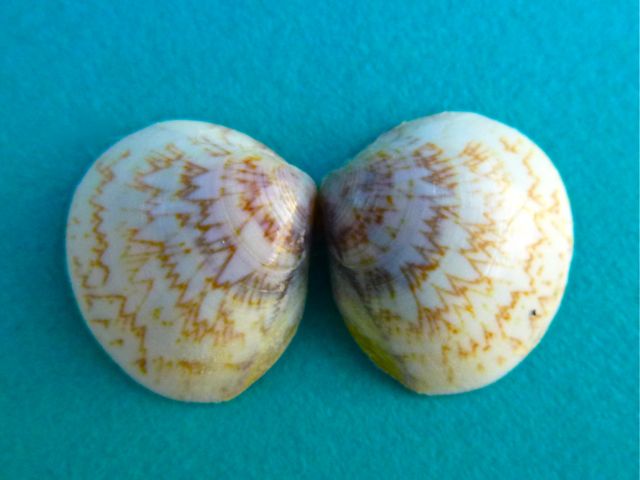 Sunny Side Up Egg Cockles | I Love Shelling