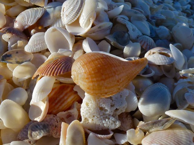 Pretty Perfect Lion’s Paw | I Love Shelling