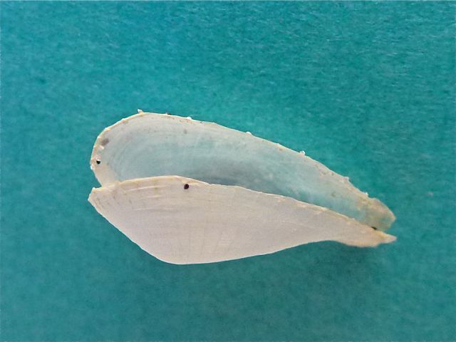 Sunny Side Up Egg Cockles | I Love Shelling