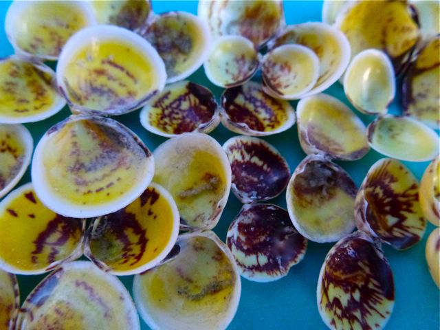 Sunny Side Up Egg Cockles | I Love Shelling