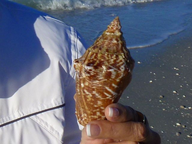 Colorful Juvenile Milk Conch On Sanibel | I Love Shelling