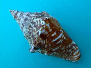 Colorful Juvenile Milk Conch On Sanibel | I Love Shelling