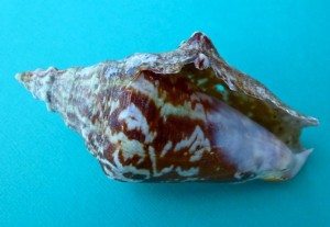 Colorful Juvenile Milk Conch On Sanibel | I Love Shelling