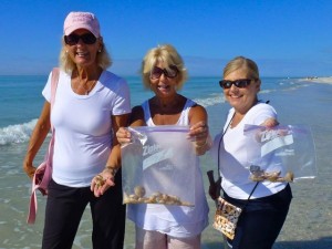 Pretty Perfect Lion’s Paw | I Love Shelling