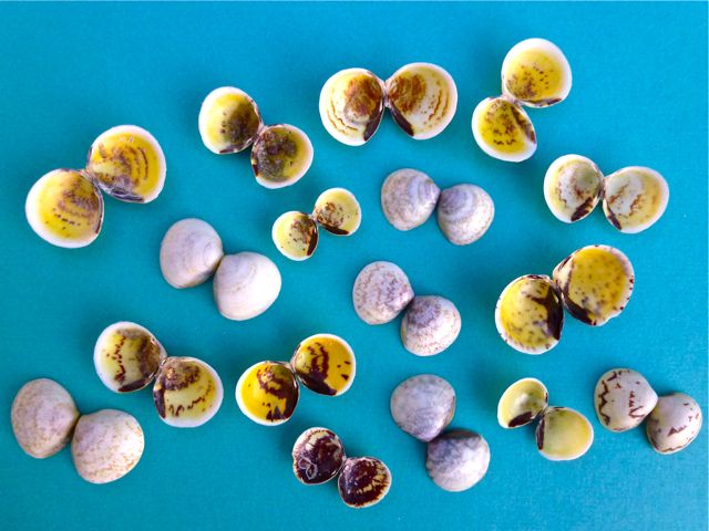 Sunny Side Up Egg Cockles | I Love Shelling