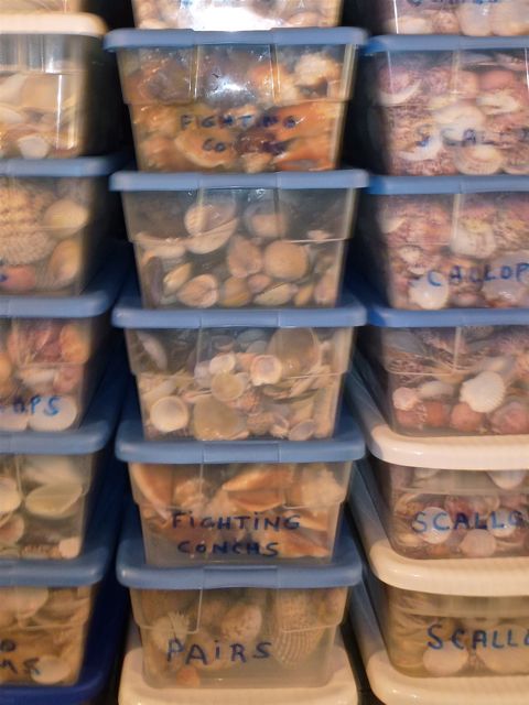 Boxes and Boxes of Sanibel Seashells | I Love Shelling