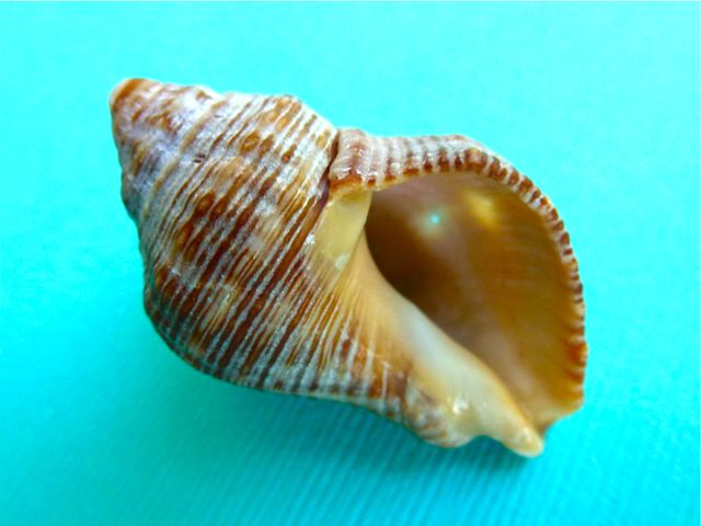 Meet The Neighbor Shellers | I Love Shelling