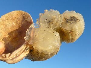 Paper Valentines from Sanibel | I Love Shelling