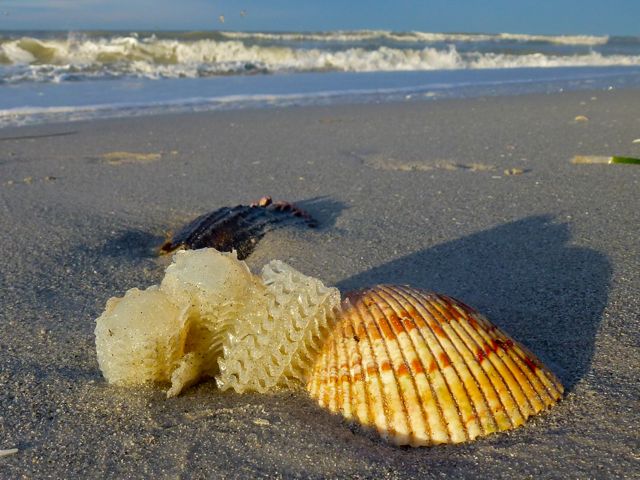 Live Atlantic Fig | i Love Shelling