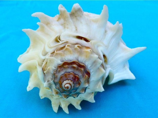 1000+ images about Shells . . . hear the Ocean on Pinterest | Seashells ...