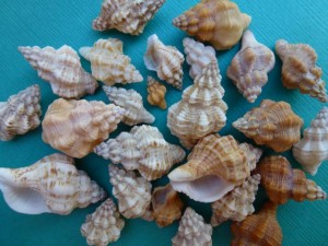 Similar Small Sanibel Seashells | I Love Shelling