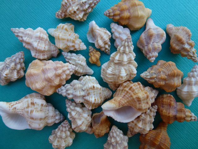 Similar Small Sanibel Seashells | I Love Shelling