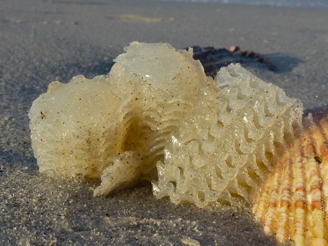 Paper Valentines from Sanibel | i Love Shelling