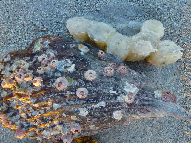 Paper Valentines from Sanibel | I Love Shelling