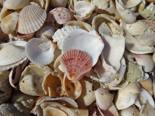 i Heart Captiva Island | I Love Shelling