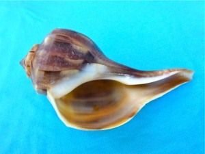 Mystique Of A Freak | I Love Shelling