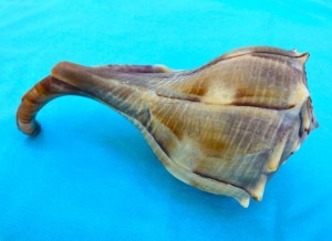 Mystique Of A Freak | I Love Shelling