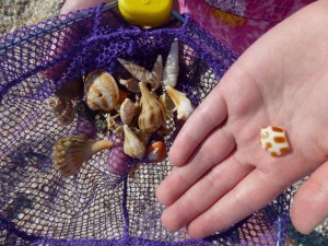 i Heart Captiva Island | I Love Shelling