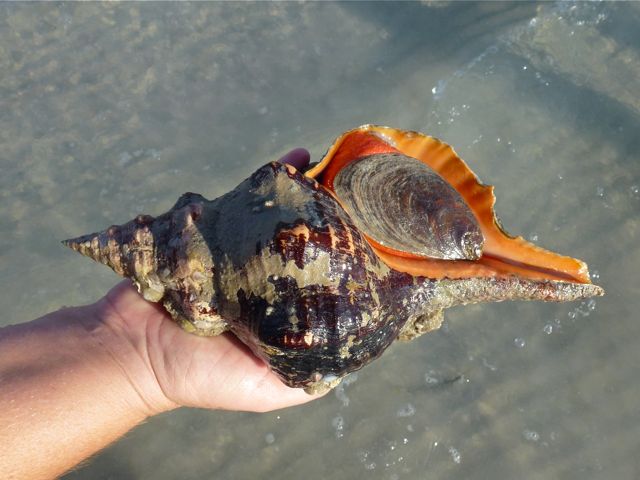 Live Olive Video | i Love Shelling