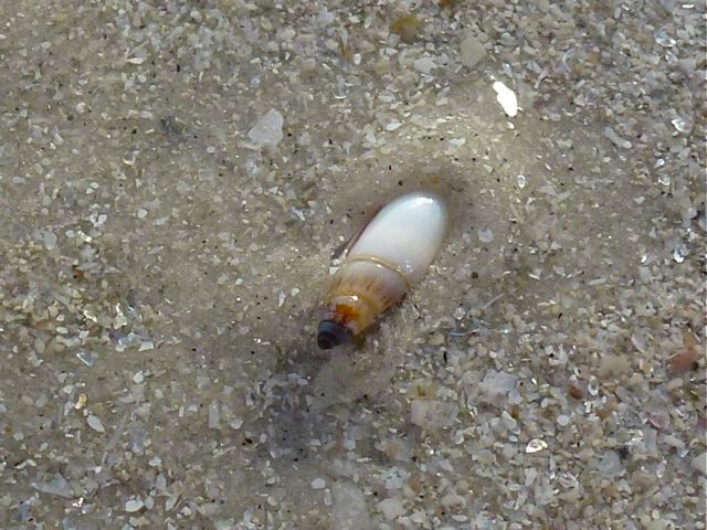 Tiny Trail In The Sand | I Love Shelling