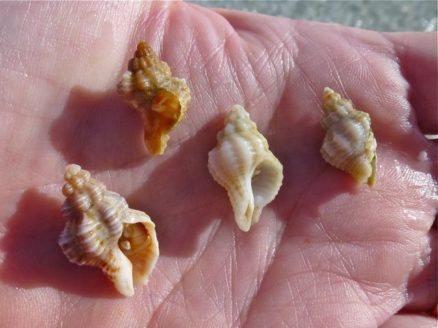 Similar Small Sanibel Seashells | I Love Shelling