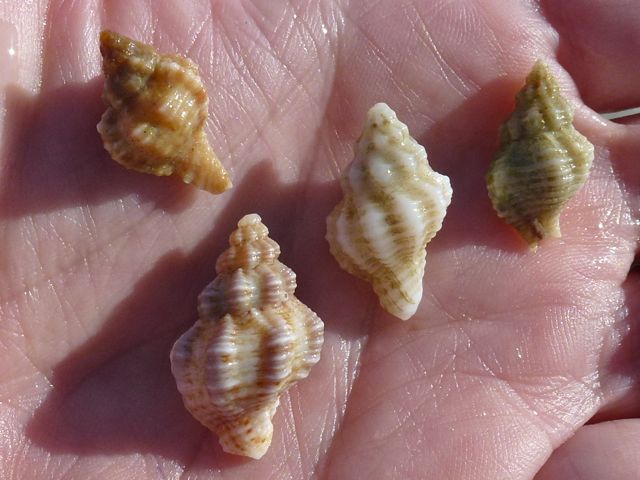 Similar Small Sanibel Seashells | I Love Shelling