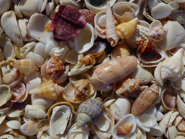i Heart Captiva Island | i Love Shelling