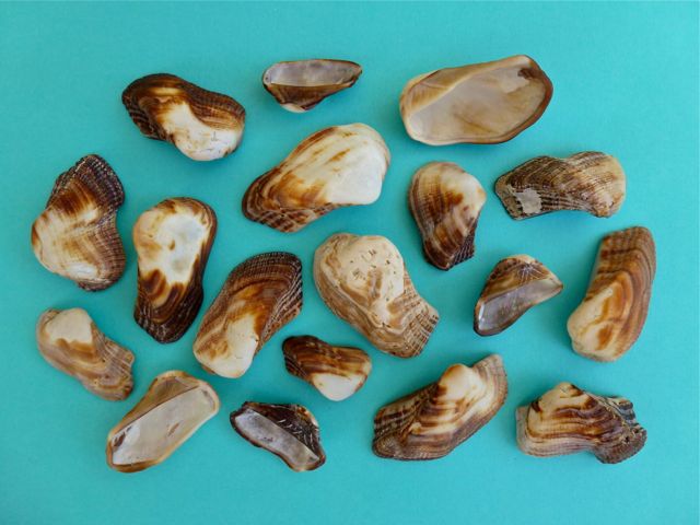 Shelling Day Trip From Sanibel To Bonita Beach | I Love Shelling