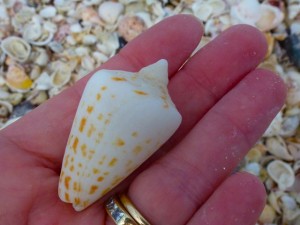 Seashells Sighting While Fish Are Biting | I Love Shelling