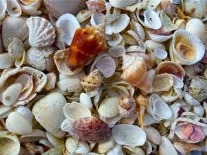 Seashells Sighting While Fish Are Biting | I Love Shelling