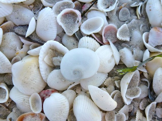 Shells And Smiles | I Love Shelling