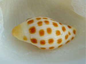 Jubilant Juvenile Junonia | I Love Shelling