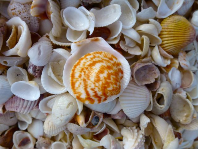Seashells Sighting While Fish Are Biting | I Love Shelling