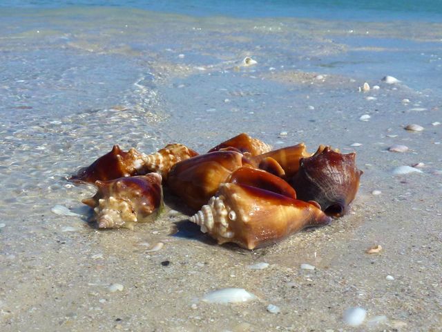 Shelling Day Trip From Sanibel To Bonita Beach | I Love Shelling