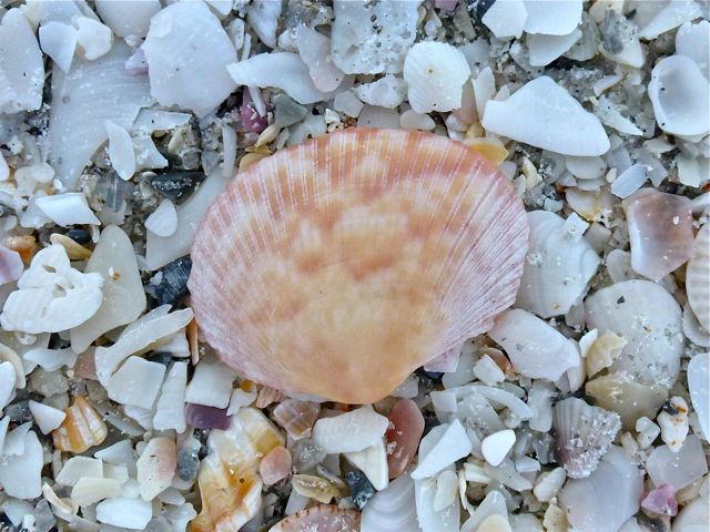 Shells And Smiles | I Love Shelling