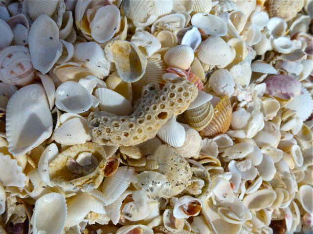 Seashells Sighting While Fish Are Biting | I Love Shelling