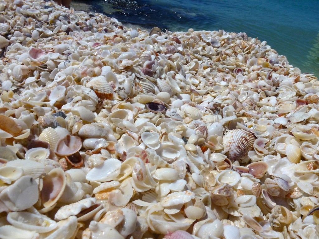 Blind Pass Captiva Still Stirring Seashells | I Love Shelling