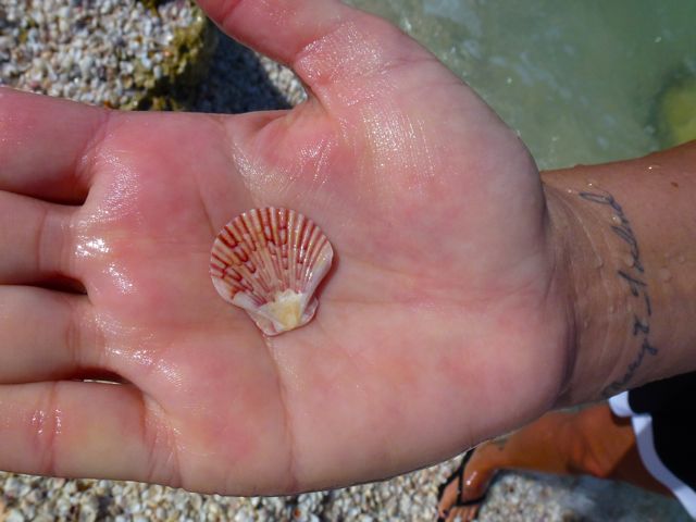 Seashells Sighting While Fish Are Biting | I Love Shelling
