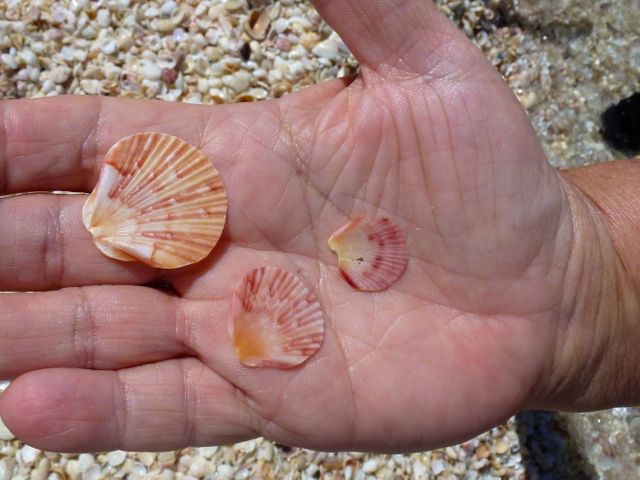 Aqua Water And Seashells | I Love Shelling