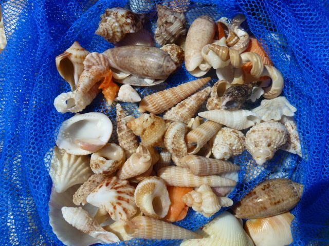 Aqua Water And Seashells | I Love Shelling