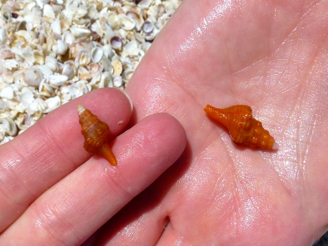 Blind Pass Captiva Still Stirring Seashells | I Love Shelling