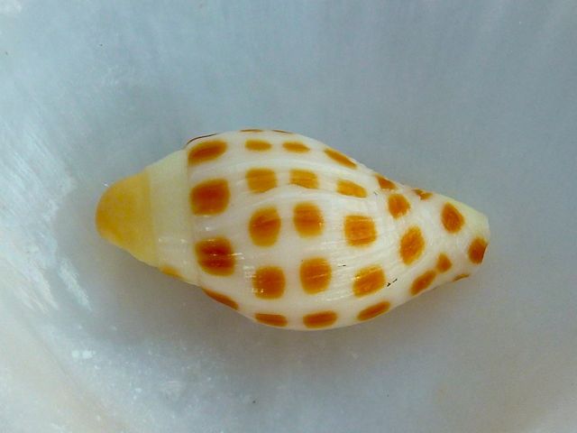 Jubilant Juvenile Junonia | I Love Shelling