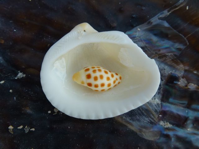 Jubilant Juvenile Junonia | I Love Shelling