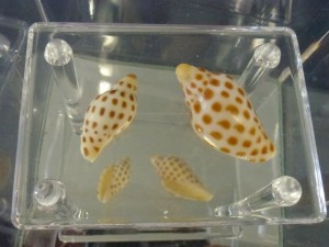 Jubilant Juvenile Junonia | I Love Shelling