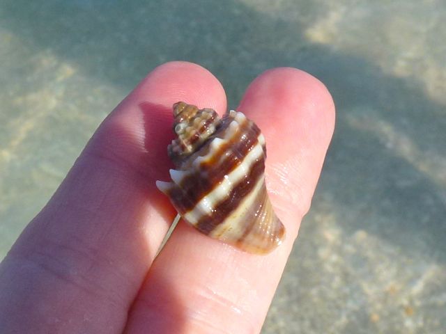 Life Cycle Of The Kings Crowns- Egg Hatching to Down The Hatch | I Love ...