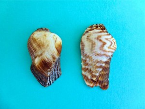 Shelling Day Trip From Sanibel To Bonita Beach | I Love Shelling