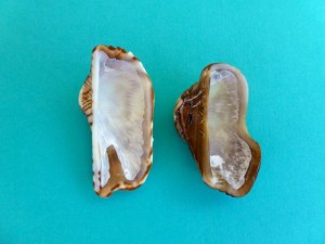 Shelling Day Trip From Sanibel To Bonita Beach | I Love Shelling