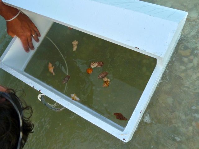 The Seashell Viewing Box | I Love Shelling