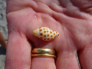 Jubilant Juvenile Junonia | I Love Shelling