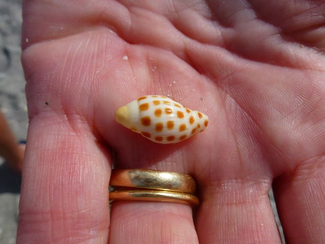 Jubilant Juvenile Junonia | I Love Shelling